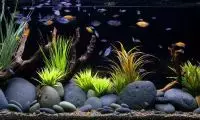 Pedras para Aquarium 7