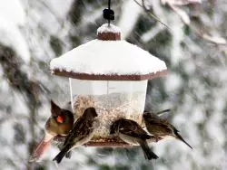 Wie man einen Feeder für Vögel erstellt