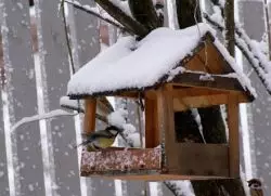 So machen Sie einen Vogelfutterer