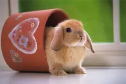 Breed of decorative rabbits