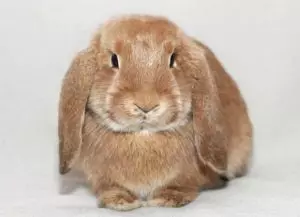 Breed of decorative rabbits3