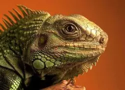 Gwyrdd iguana