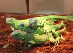 Zielona Iguana w domu