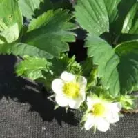 strawberry Processing