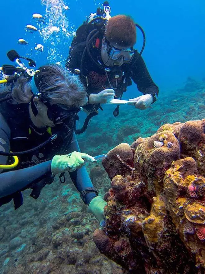 Divers make records