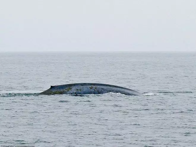 Large fish in the sea