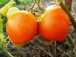 Tomat budenovka