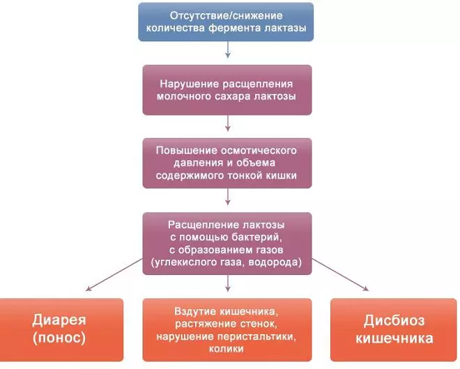 Լակտազի անբավարարություն (կաթնային անհանդուրժողականություն) նորածինների մեջ - ախտանիշներ, բուժում 5830_2