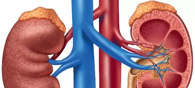 De zones van de bijniercortex en hun hormonen