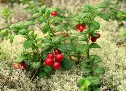 Godhong barberry