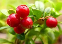 প্রোপার্টি lingonberries বেরি