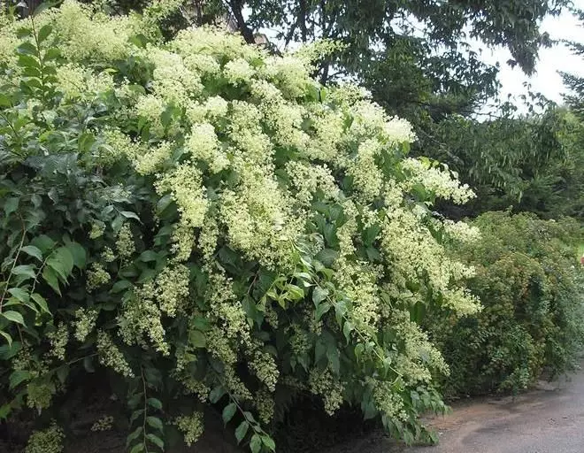 மூன்று தடுப்பு