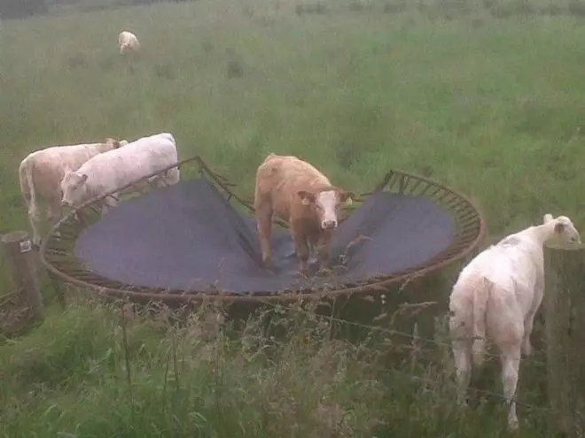 Bovino sur trampolino