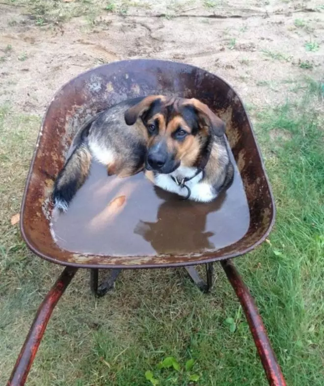 Dreams de dacha, wheelbarrow agus linn snámha