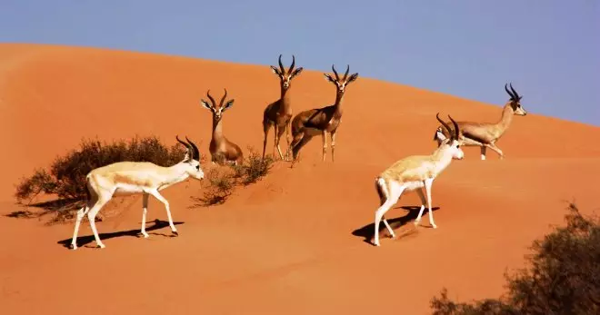 Dubai Desert Reserve.