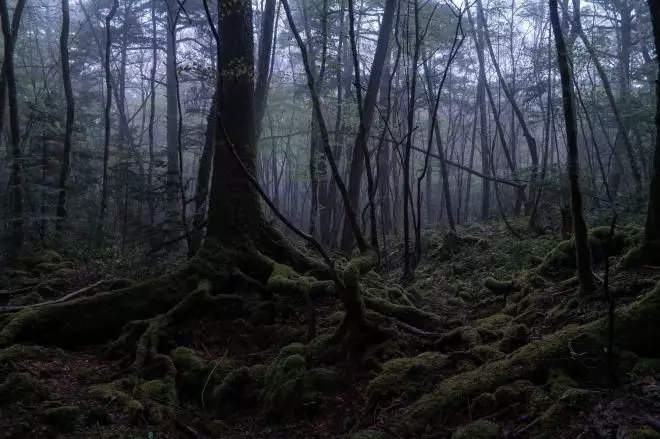 Aokigahara.