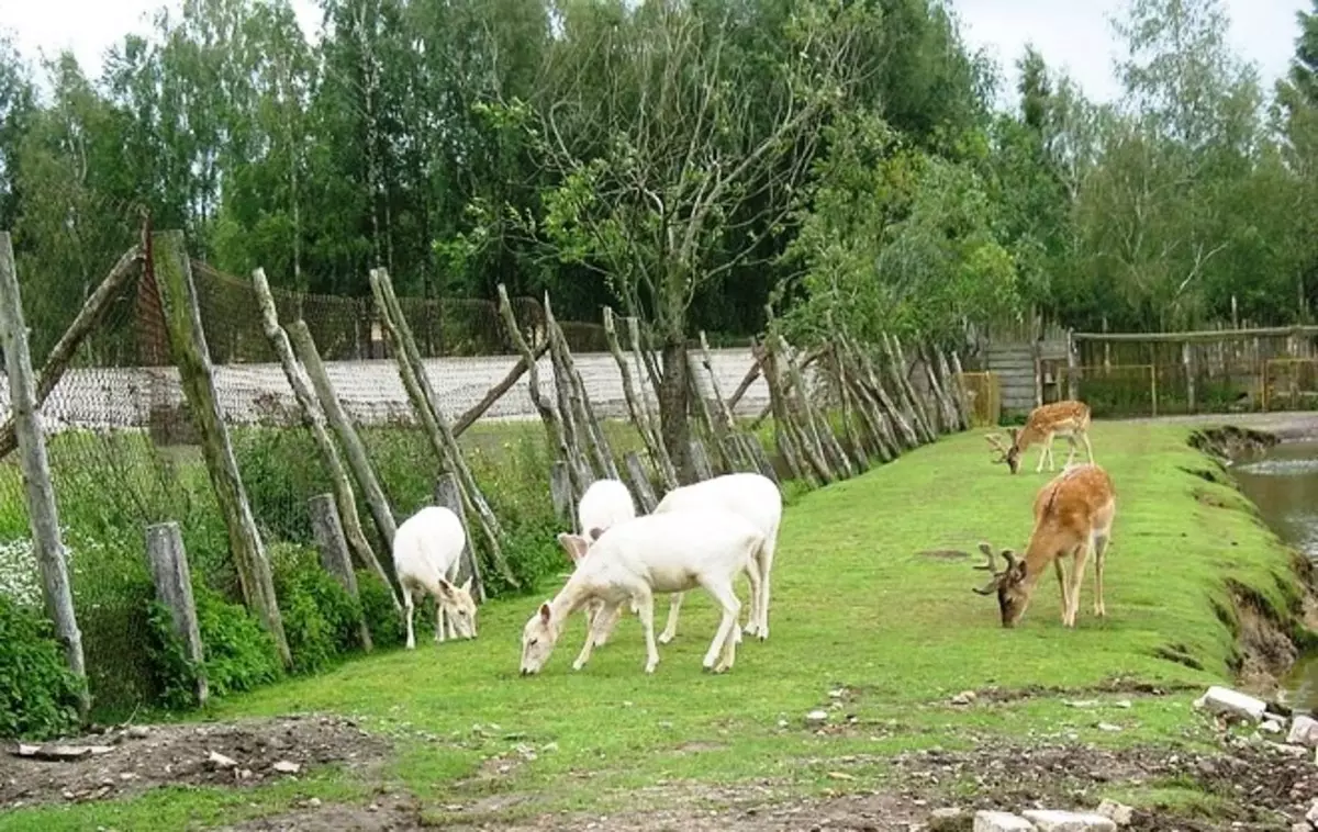 Zoológico do Pride.