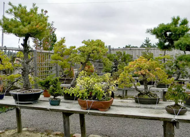 Plantas no xardín son traídos do Xapón