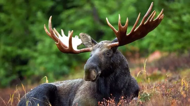 Elk - der größte Bewohner eines camposk Nationalpark