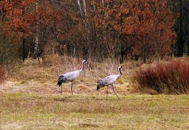 Cranes kijivu katika Hifadhi ya Taifa ya Camposist.