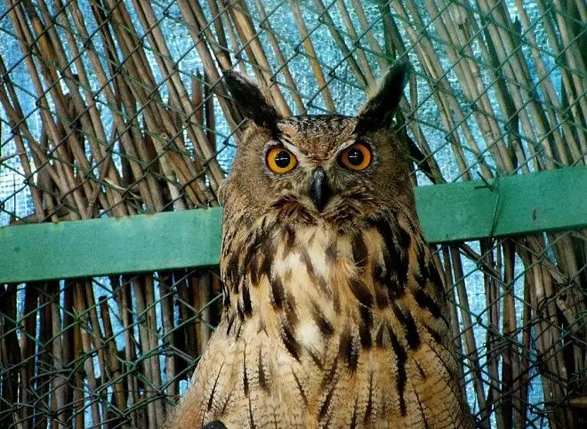 Owl katika Dobrich Zoo.