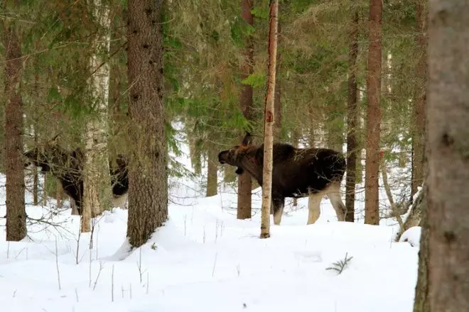 Ukuzingela i-moose, kuya kufuneka uphumelele uviwo