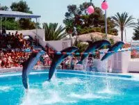 Marinelend, Dolphinarium Marinelend - Мајорка 64378_2