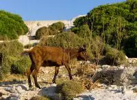 Kape formatida, uchastkada joylashgan Lighthouse - Mallorca 64382_7