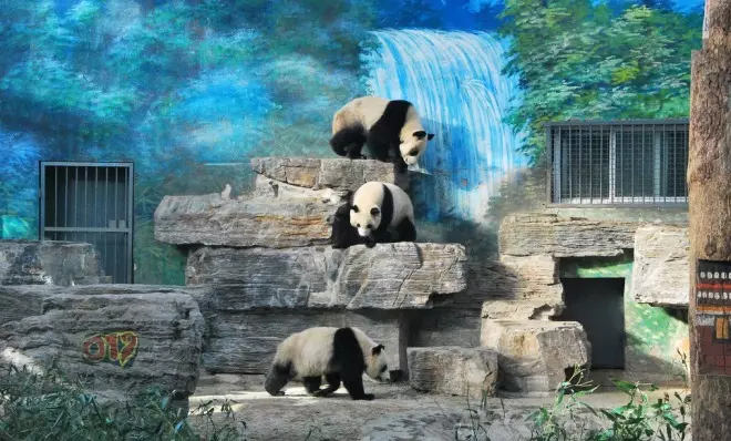 Familie Panda