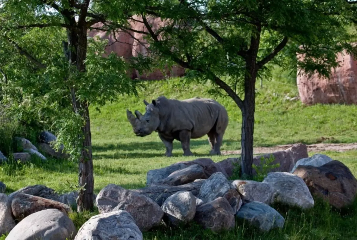 Rhinoceros Afrikako Savanna-n