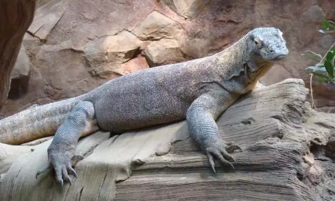 Dragons dari Pulau Komodo