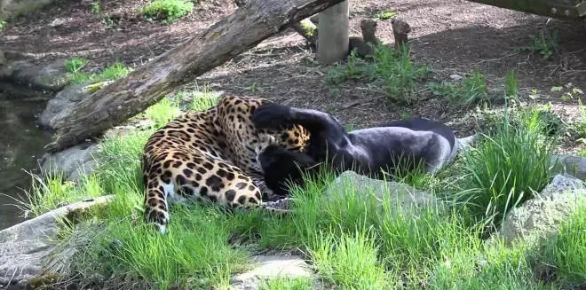 Juego de gatos en Toronto Zoológico