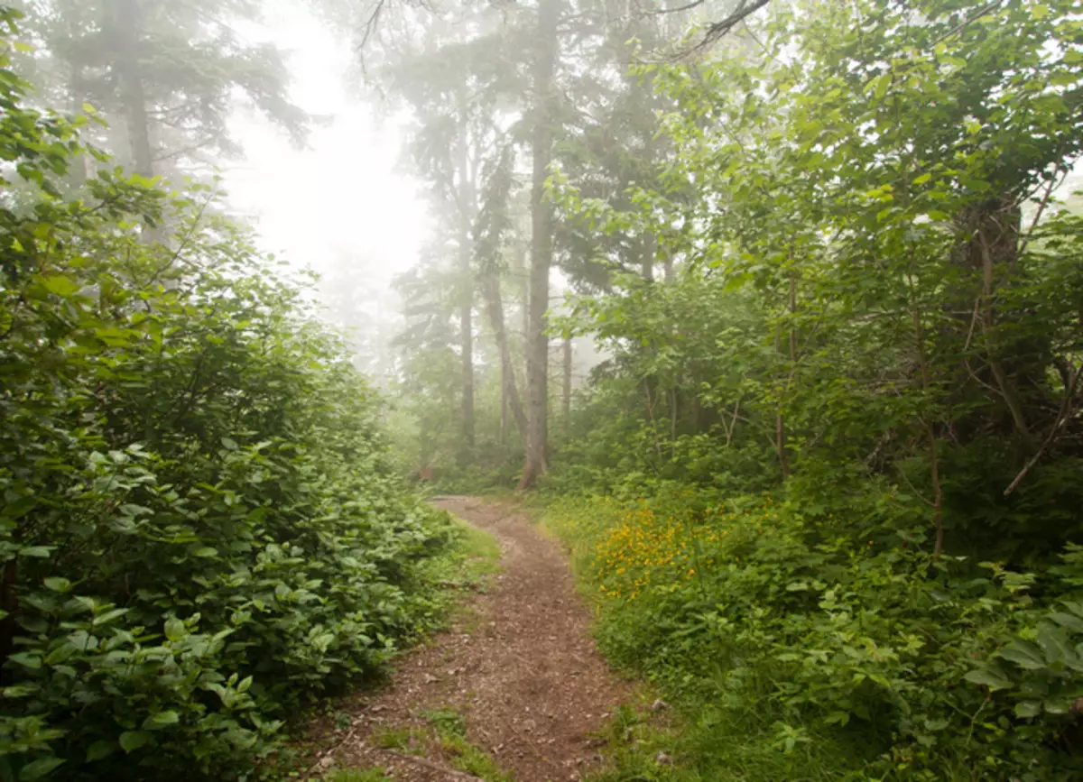 Parke auga daug augalų rūšių