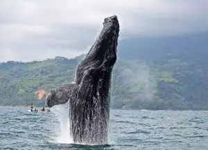 Humpback whale