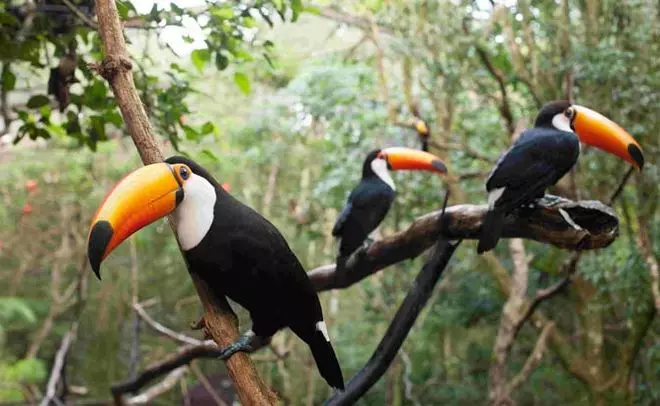 Tucanians sa langgam sa mga langgam Iguazu