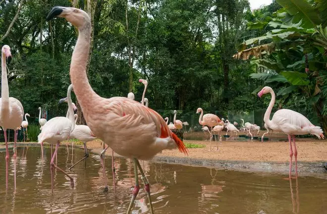 Flamingo Flamingo ở Công viên Iguazu