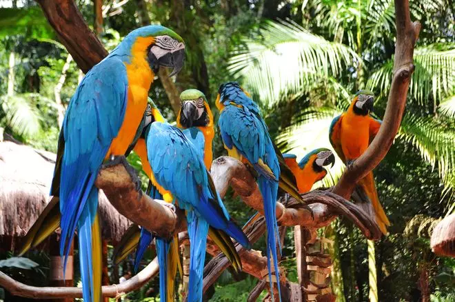 Blue-Yellow ara di çûkê çûkan Iguazu de