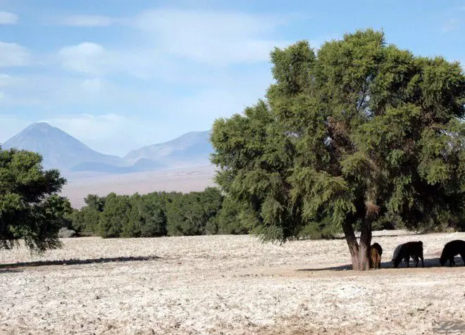 Tamarugó - a Pampa de Tamarugal Reserve fő vonzereje