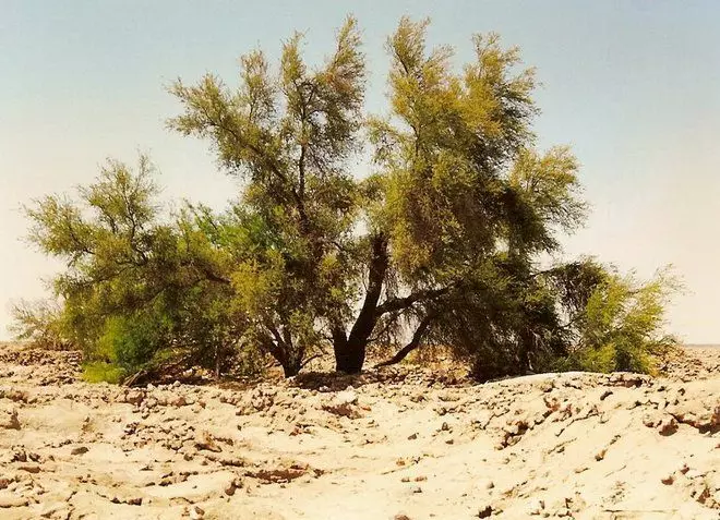 Tamarugo - un albero raro che cresce nella riserva