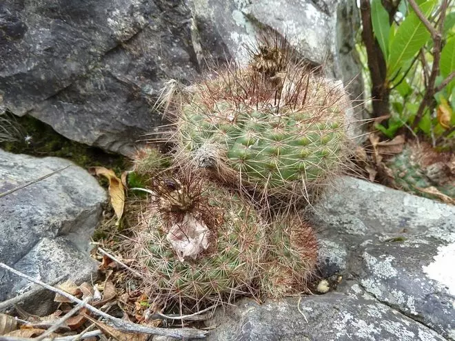 丘の上の植物