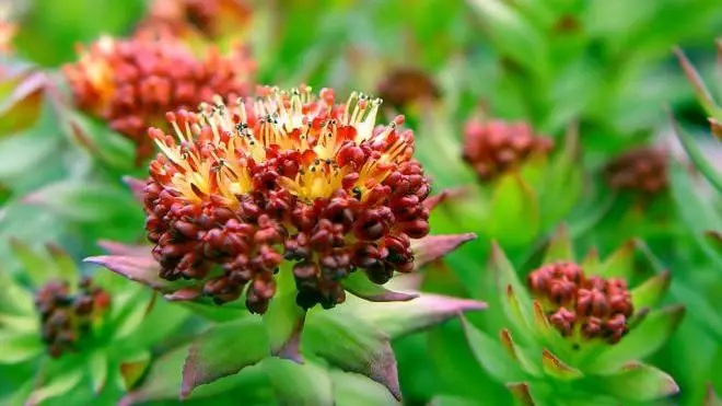 Rhodiola Pink.