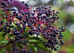 Elderberry Black Properties Berguna