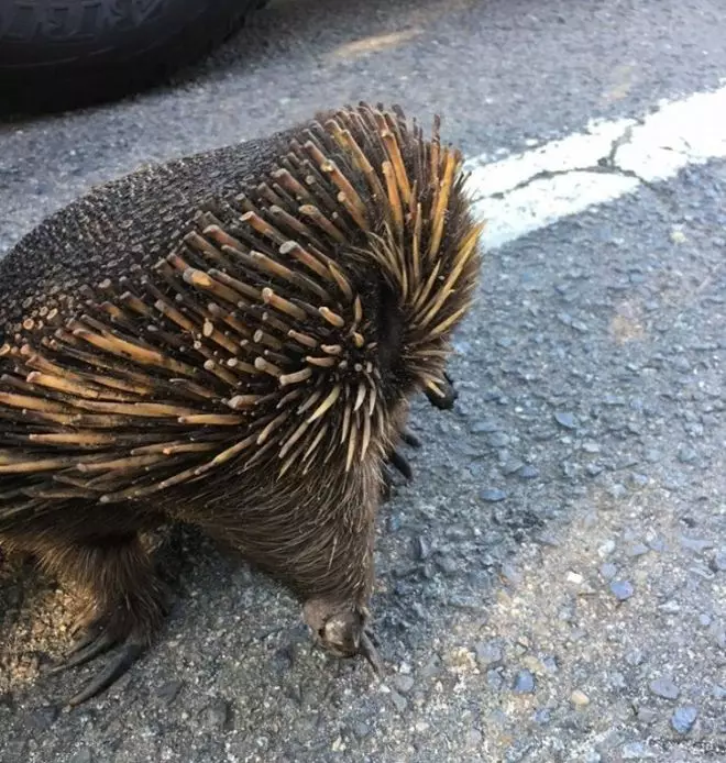 Awstraliýanyň Echidna