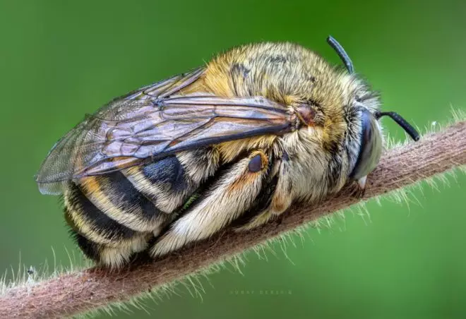 abeja