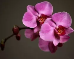 Jak woda orchidea