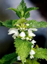 Ná nettle utter