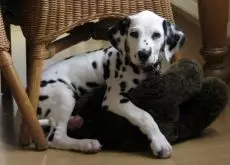 Description du Dalmatien