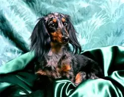 Dachshund de mármore