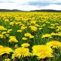 Dandelion Terrain médicinal