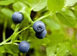 Blueberries mali muhimu.